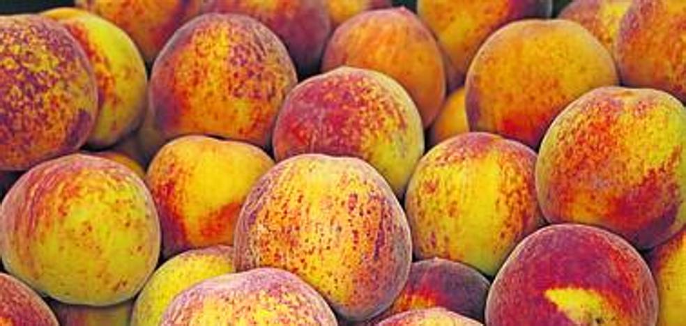 La producción de melocotones suma más que el resto | La Rioja