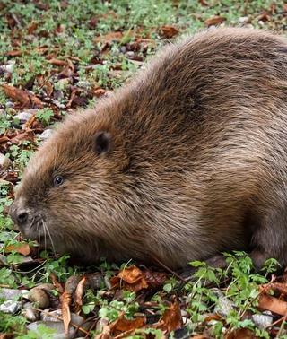 Castor nº 129 | La Rioja